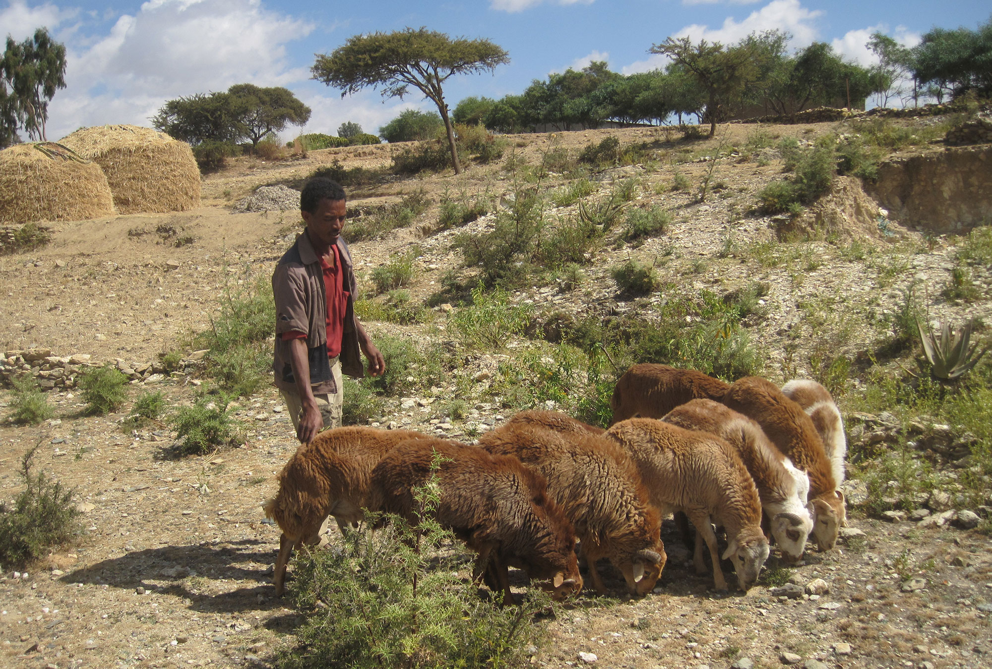 Graduating the Ultra-Poor in Ethiopia | The Abdul Latif Jameel Poverty ...