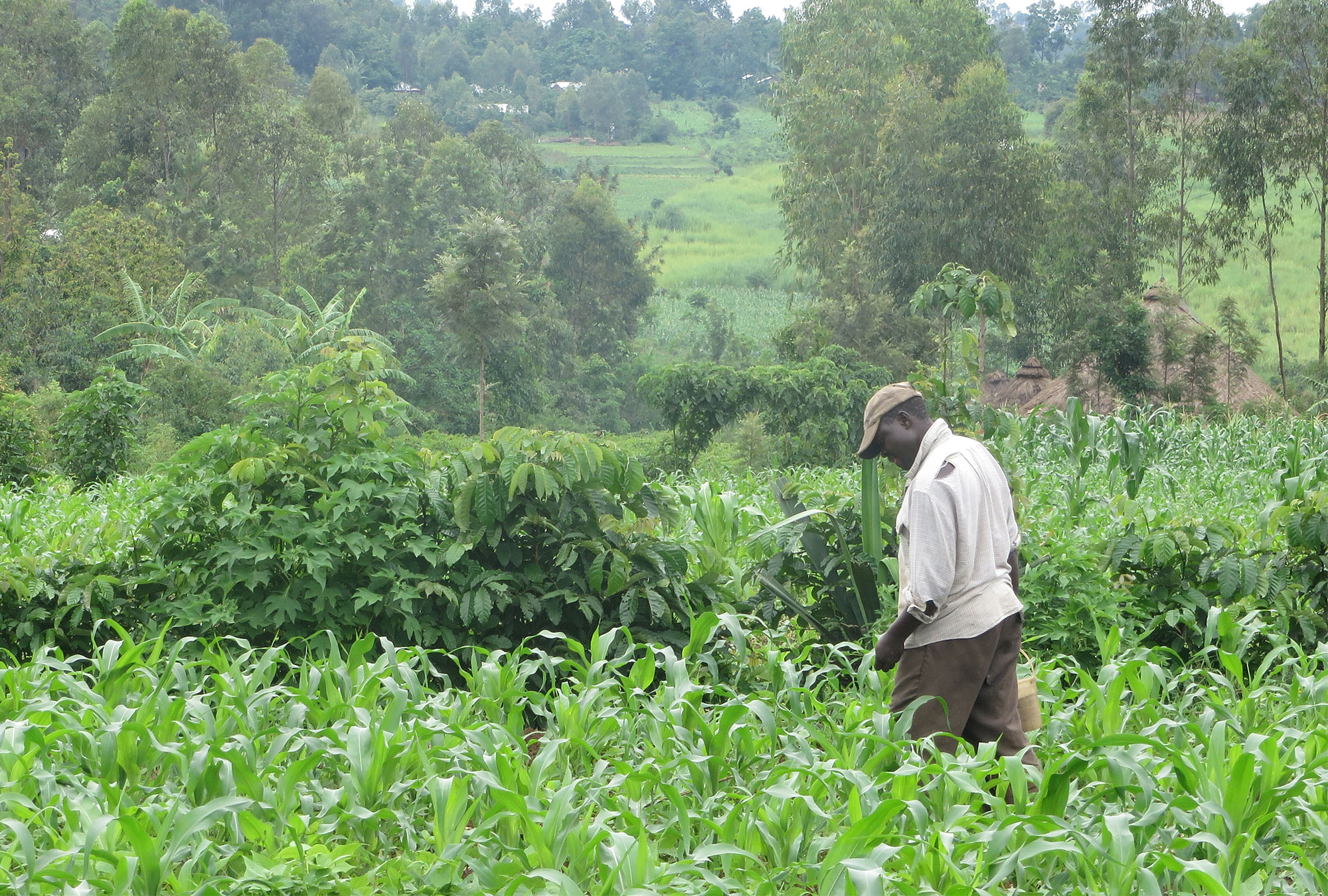 Using Agronomic Trials in Kenya to Learn about Farmers’ Learning | The ...