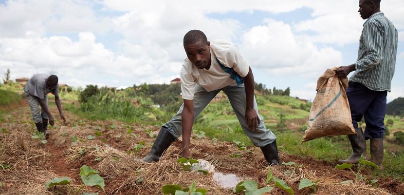 Policy Insights in Agriculture | The Abdul Latif Jameel Poverty Action Lab